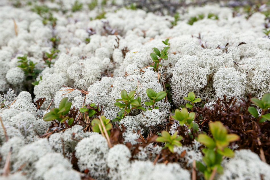 Caribou Moss Tundra